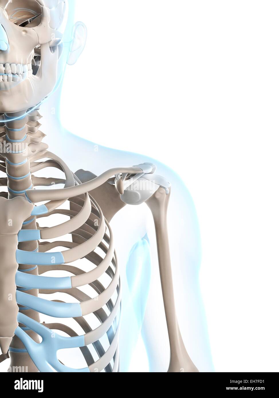 Human shoulder, artwork Stock Photo - Alamy