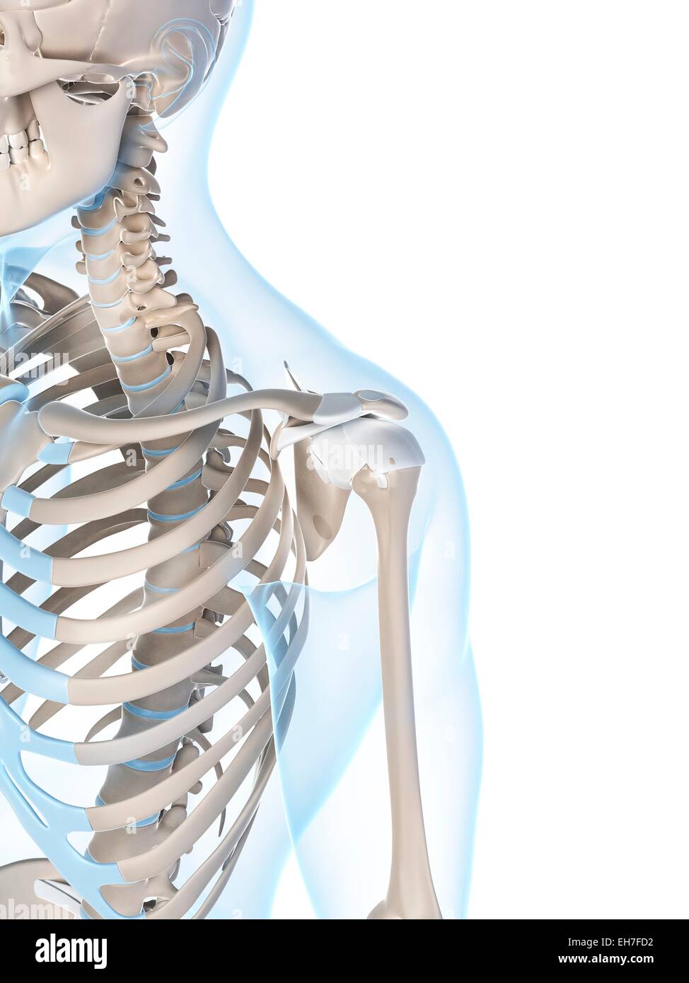 Human shoulder, artwork Stock Photo - Alamy