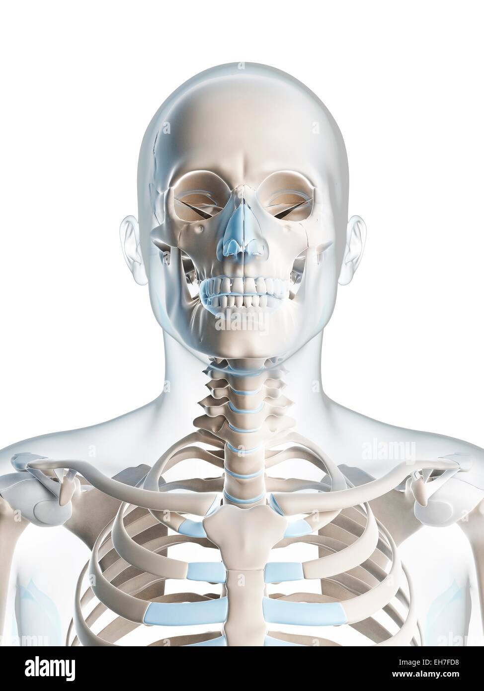 Human skull and neck, artwork Stock Photo - Alamy