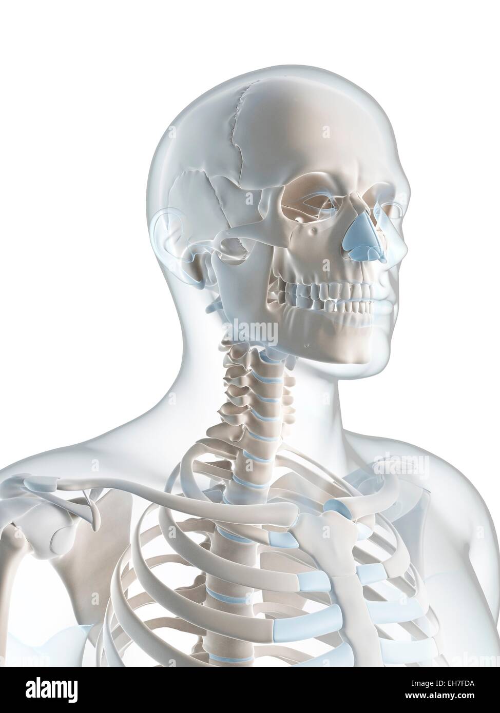 Human skull and neck, artwork Stock Photo - Alamy