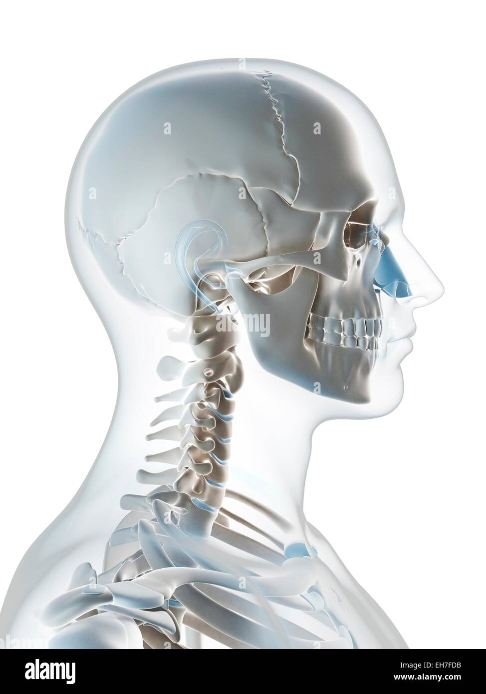Human skull and neck, artwork Stock Photo - Alamy