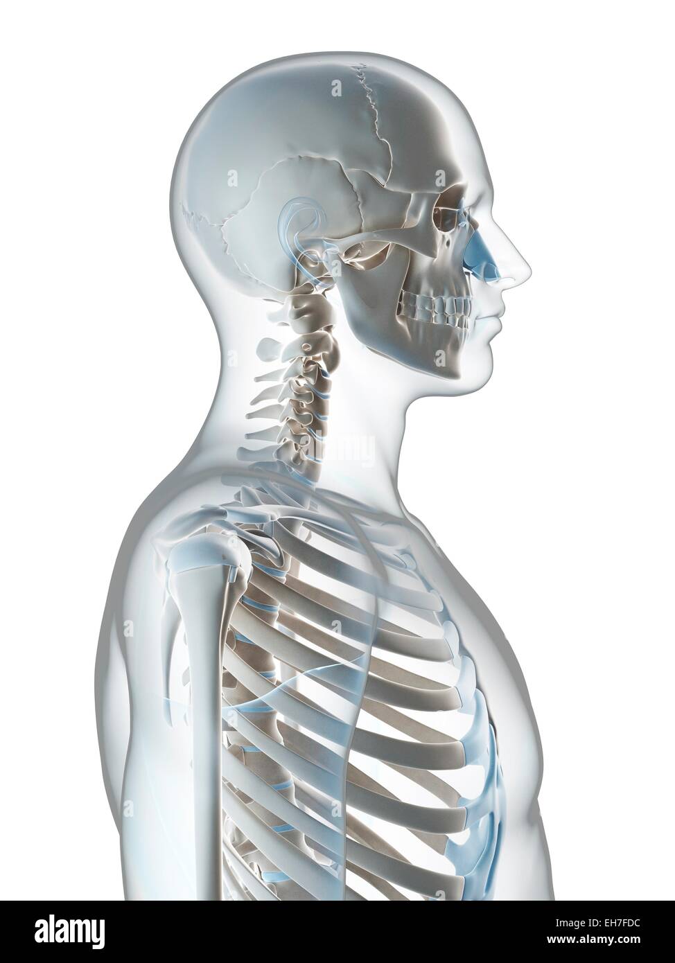 Human skull and neck, artwork Stock Photo - Alamy