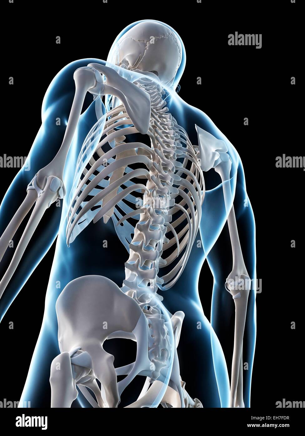 Human spine, artwork Stock Photo - Alamy