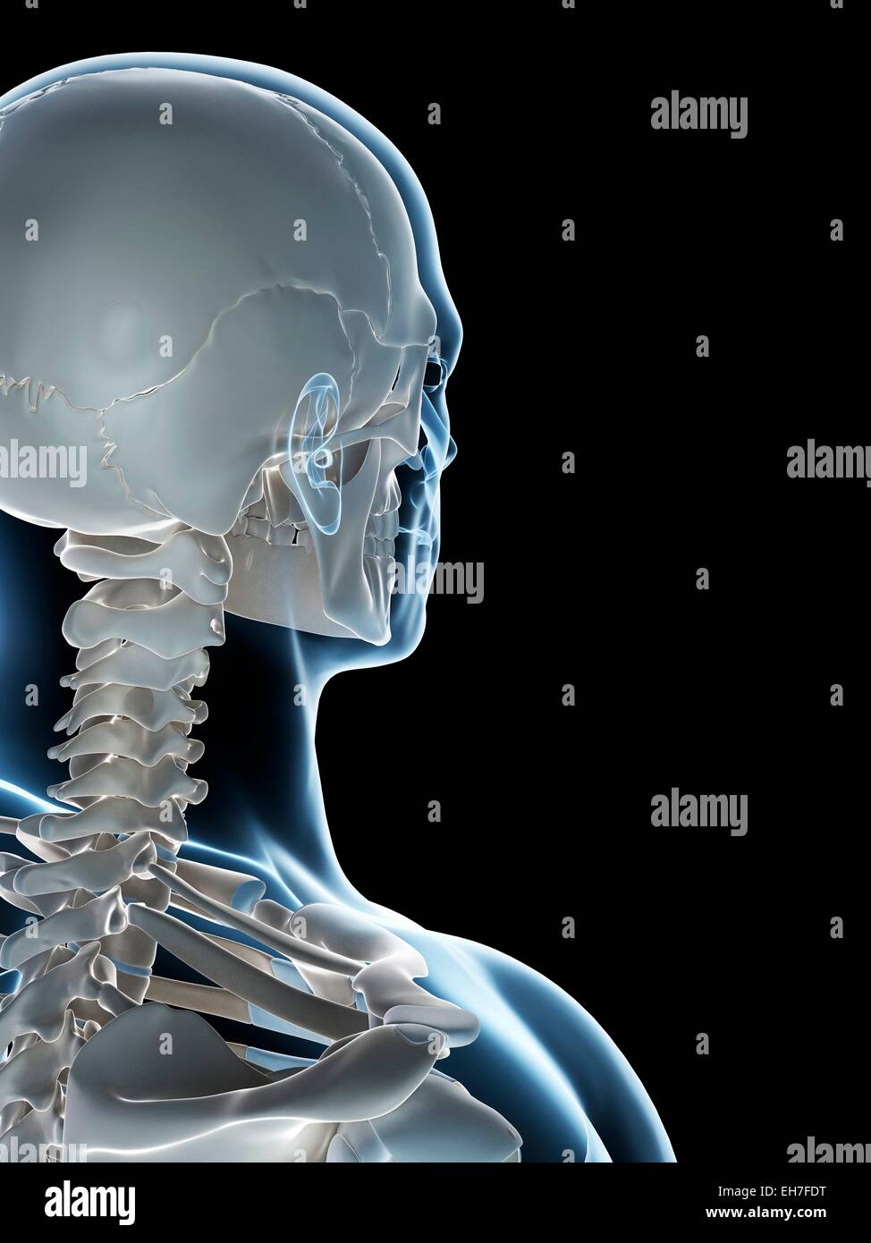 Human skull and neck, artwork Stock Photo - Alamy