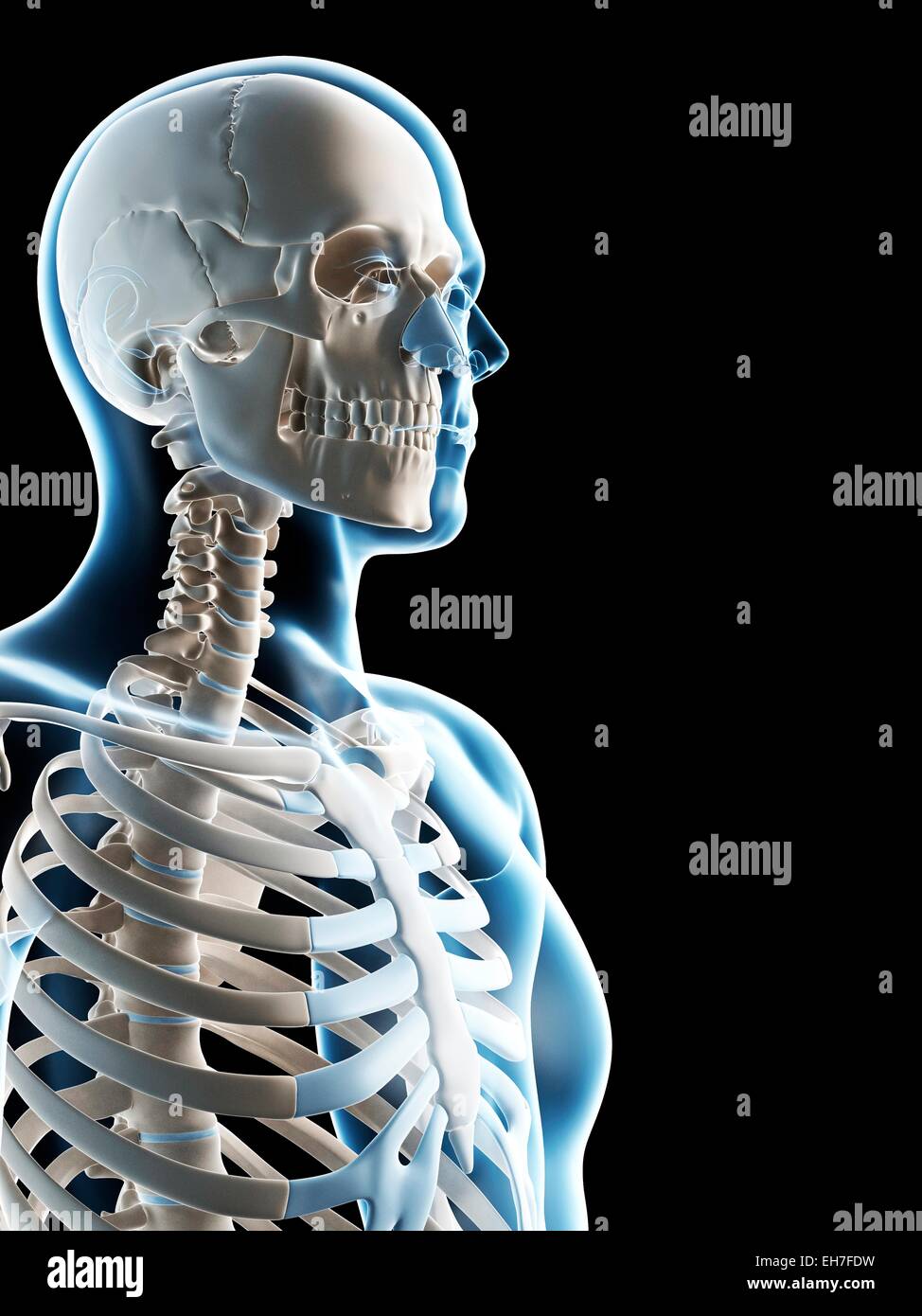 Human skull and neck, artwork Stock Photo - Alamy