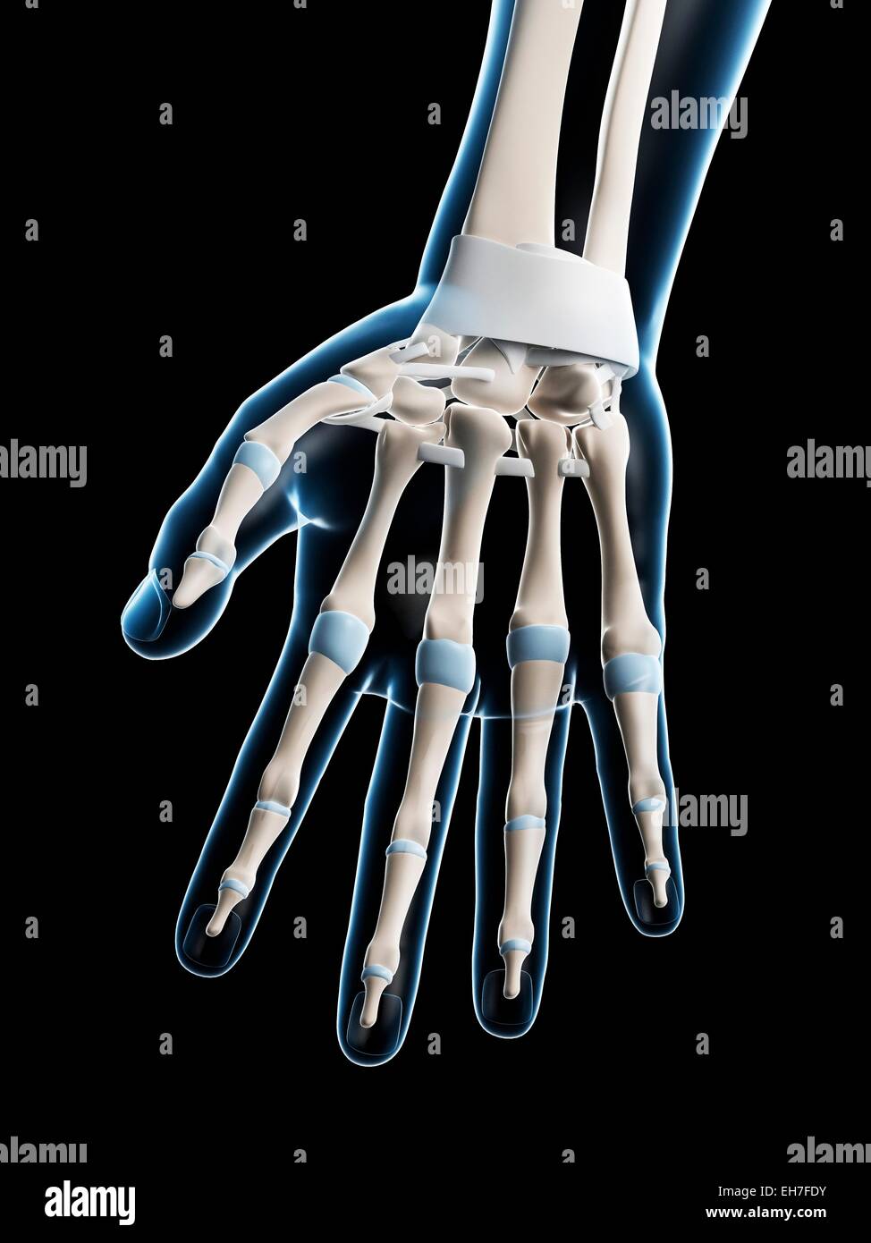 Human hand bones, artwork Stock Photo - Alamy
