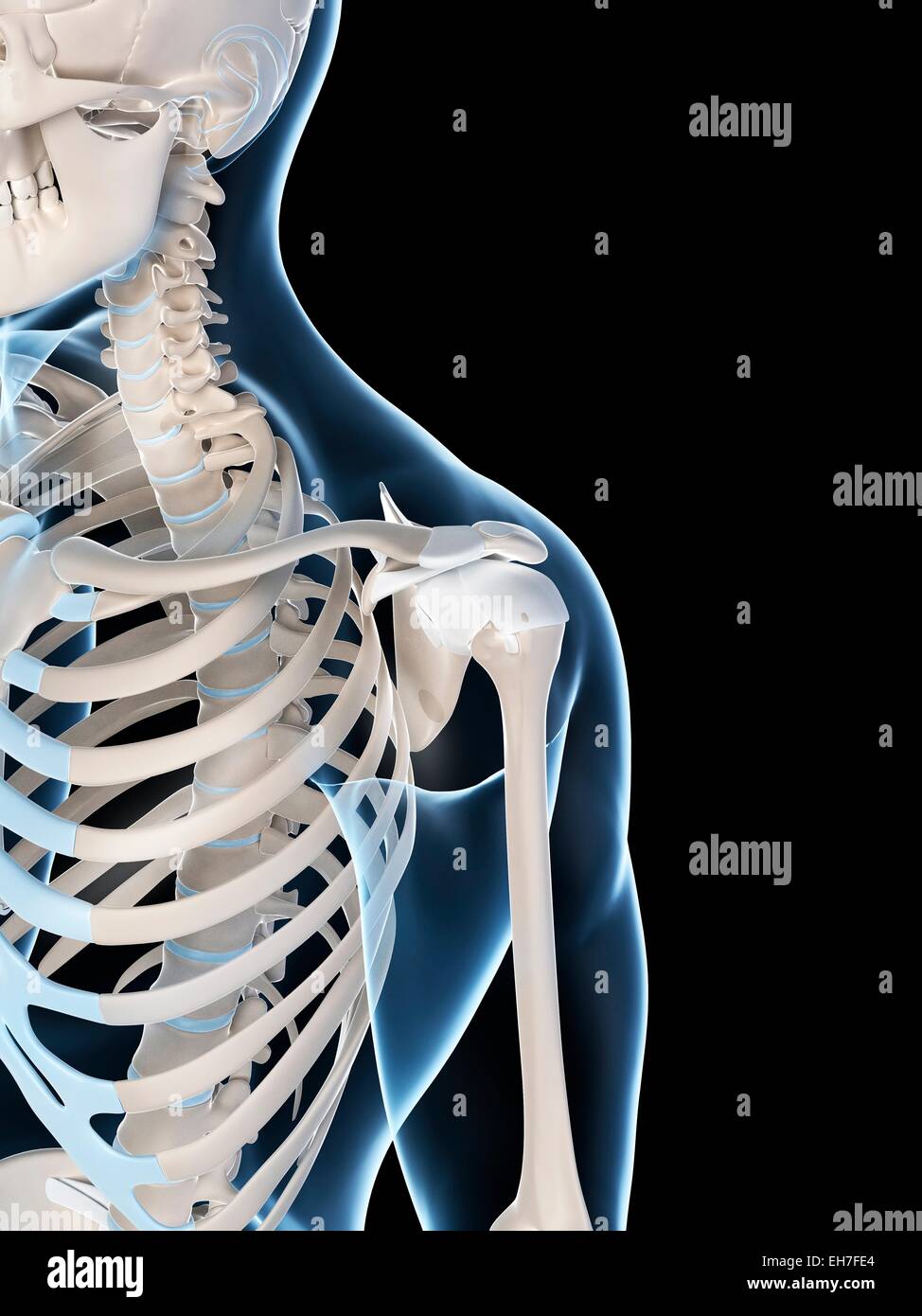 Human shoulder, artwork Stock Photo - Alamy