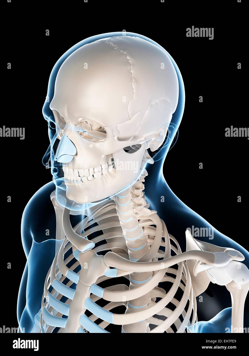 Human skull and neck, artwork Stock Photo - Alamy