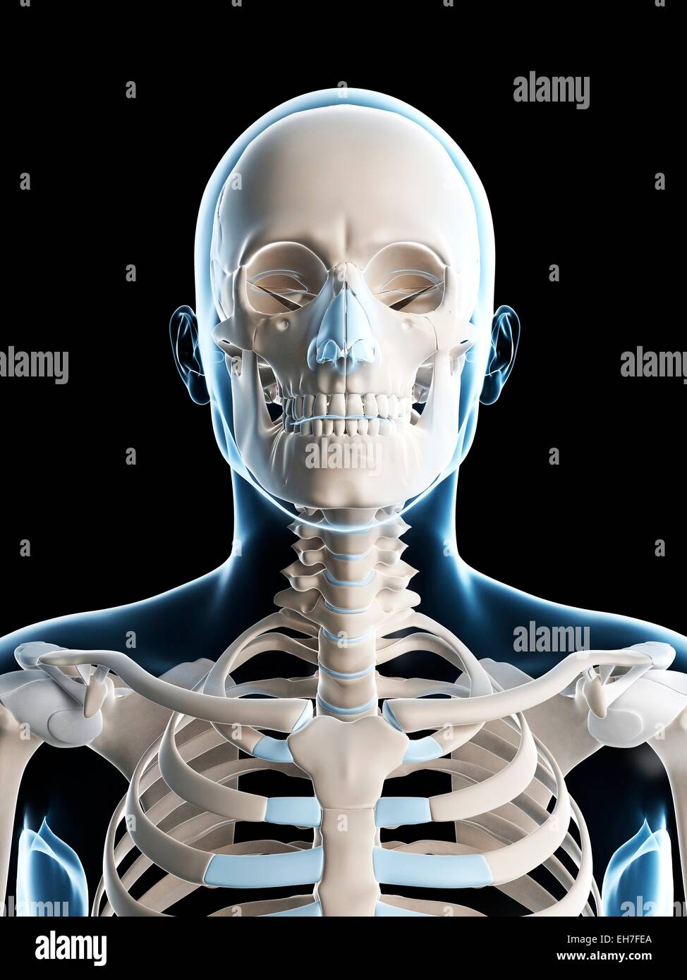 Human skull and neck, artwork Stock Photo - Alamy