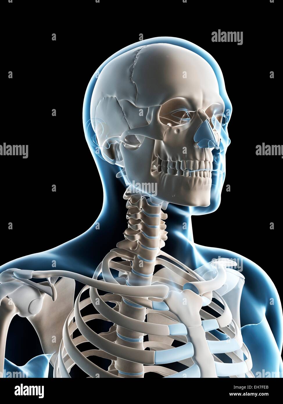 Human skull and neck, artwork Stock Photo - Alamy