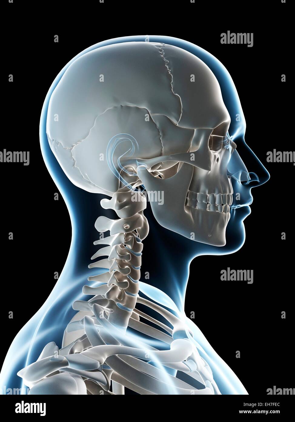 Human skull and neck, artwork Stock Photo - Alamy