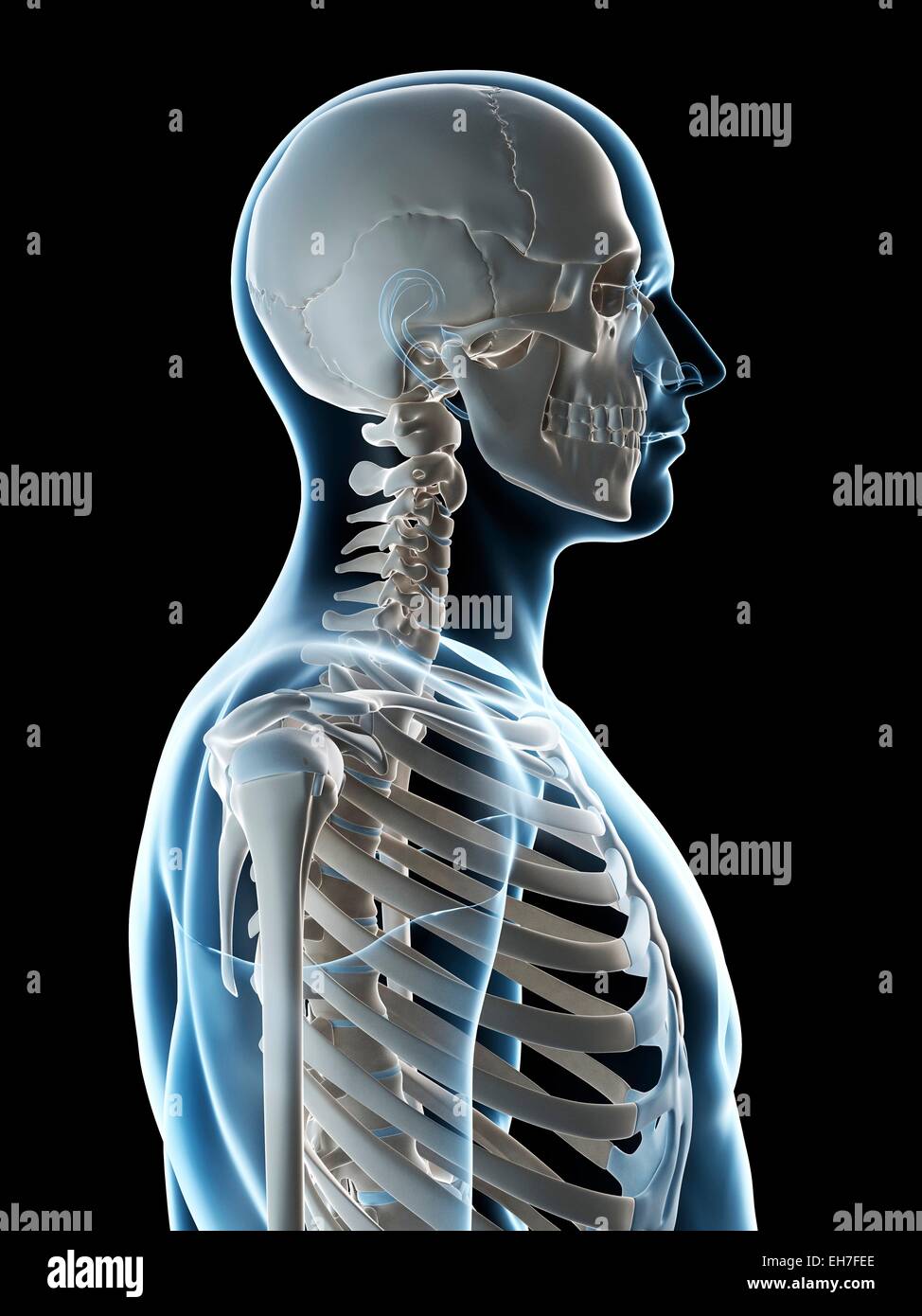 Human skeletal system, artwork Stock Photo - Alamy
