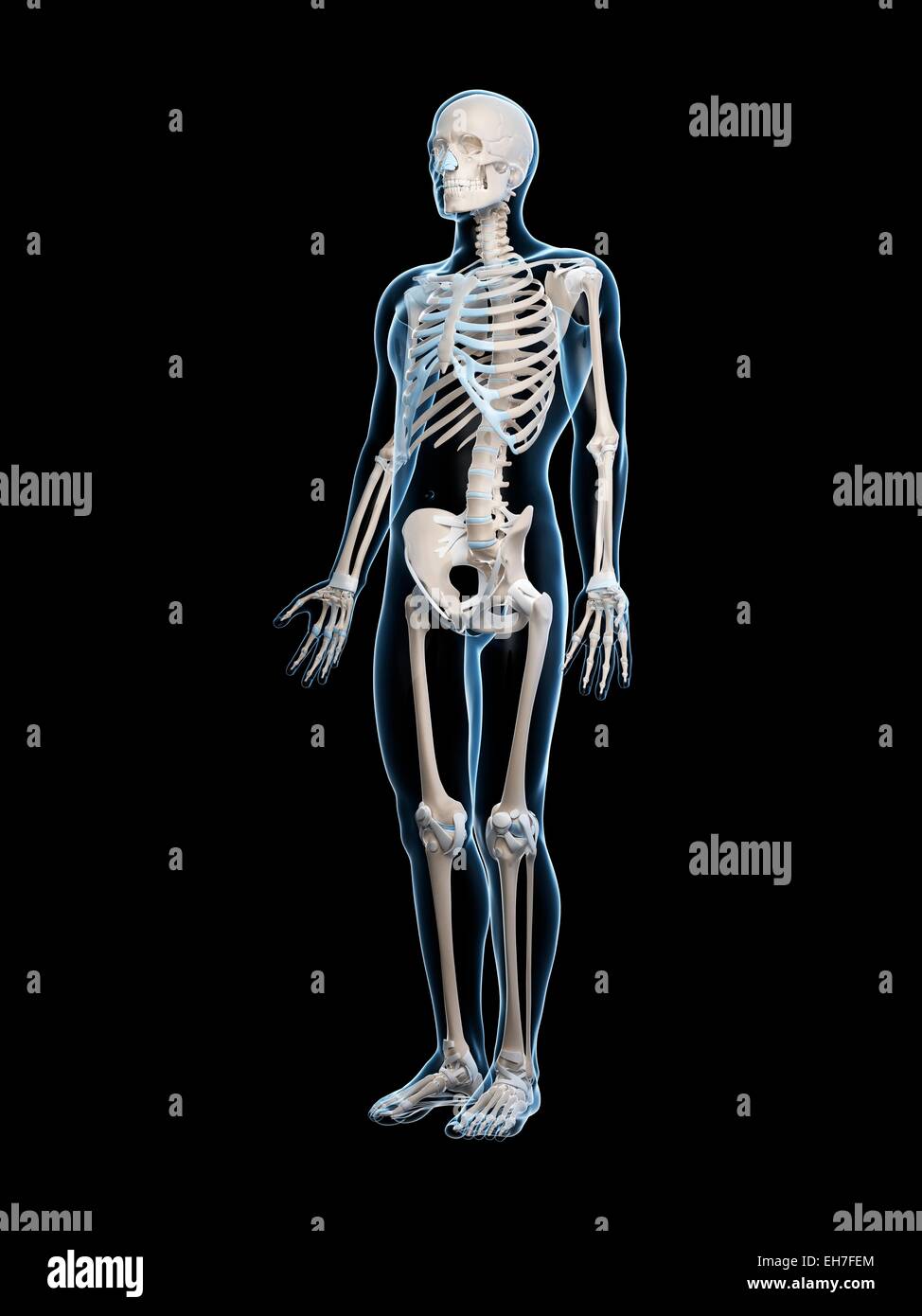 Human skeletal system, artwork Stock Photo - Alamy
