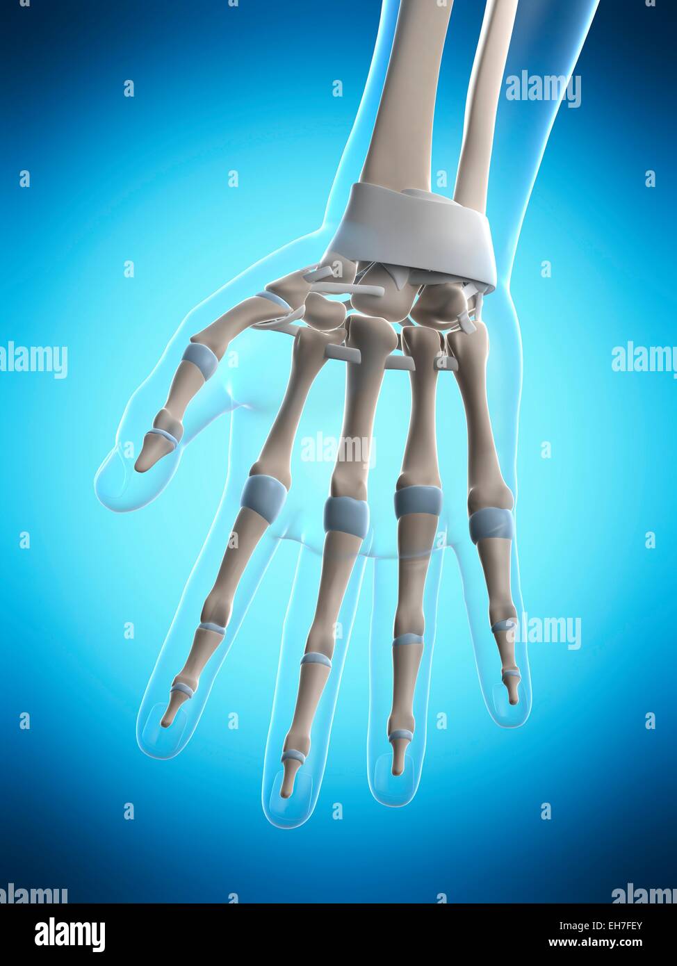 Human hand ligaments, artwork Stock Photo - Alamy