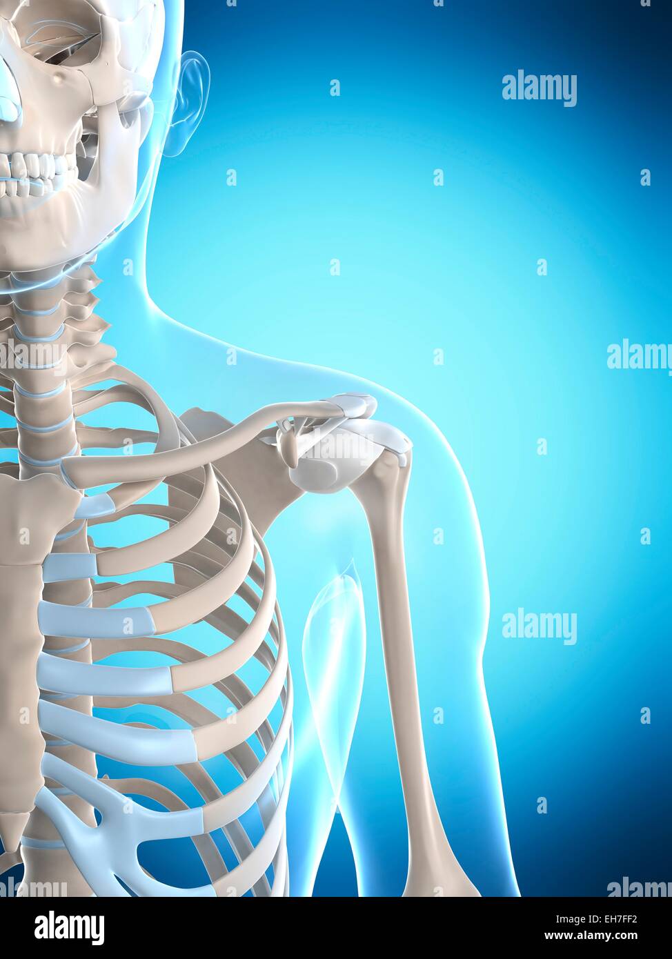 Human shoulder, artwork Stock Photo - Alamy