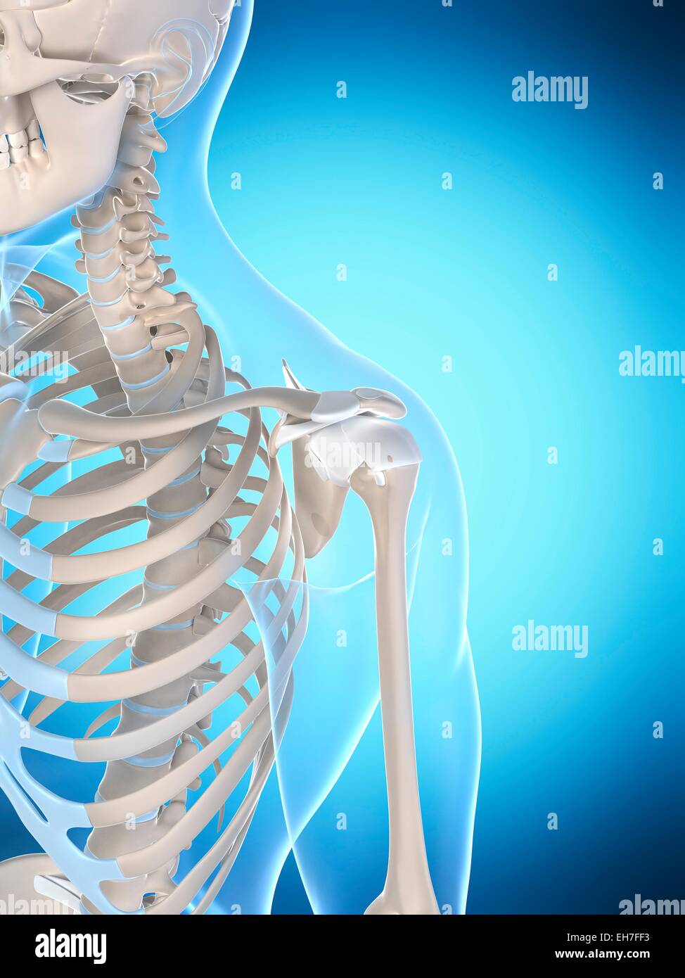 Human shoulder, artwork Stock Photo - Alamy