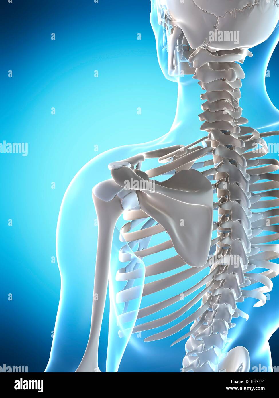 Spine of scapula hi-res stock photography and images - Alamy