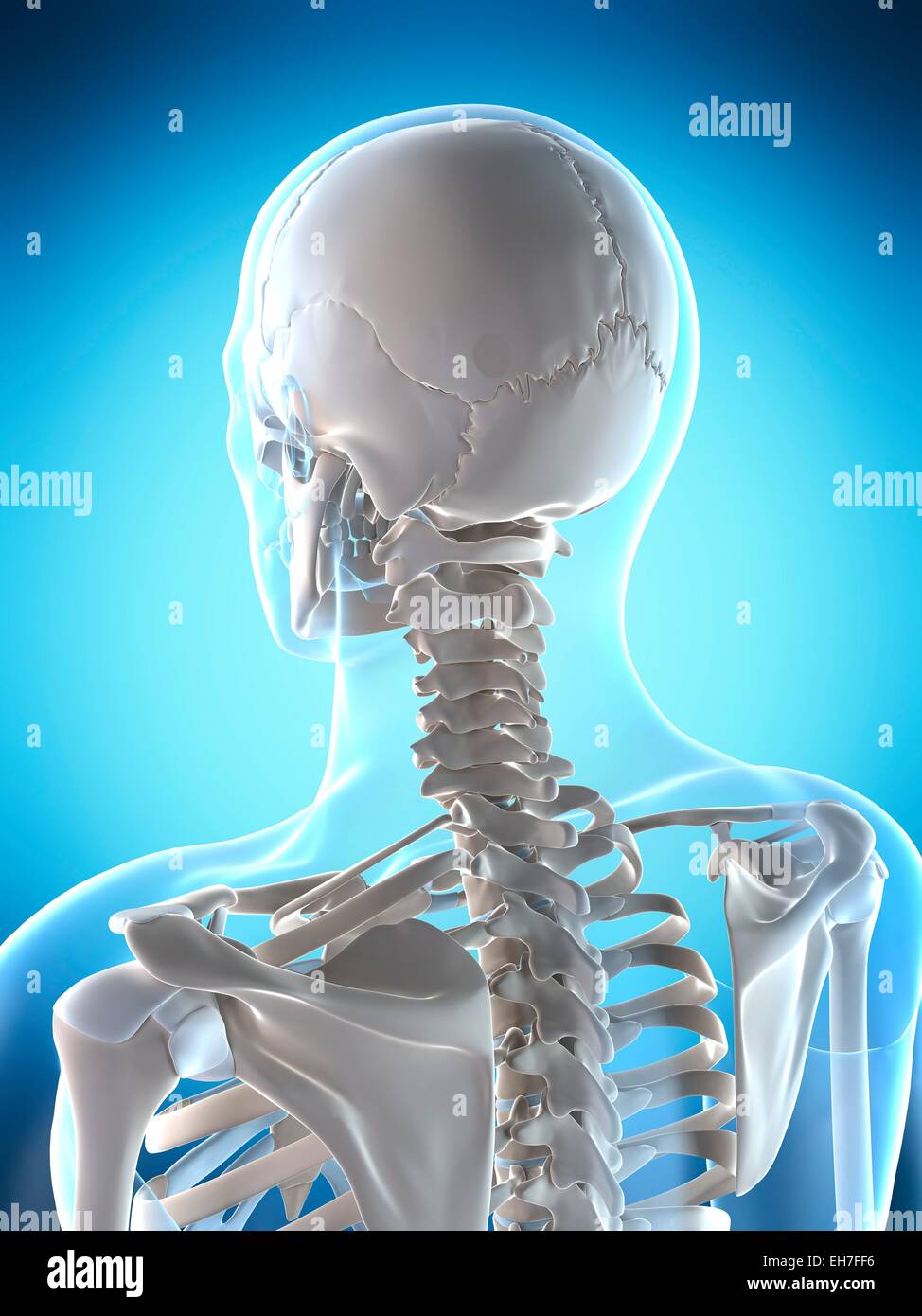 Human skull and neck, artwork Stock Photo - Alamy