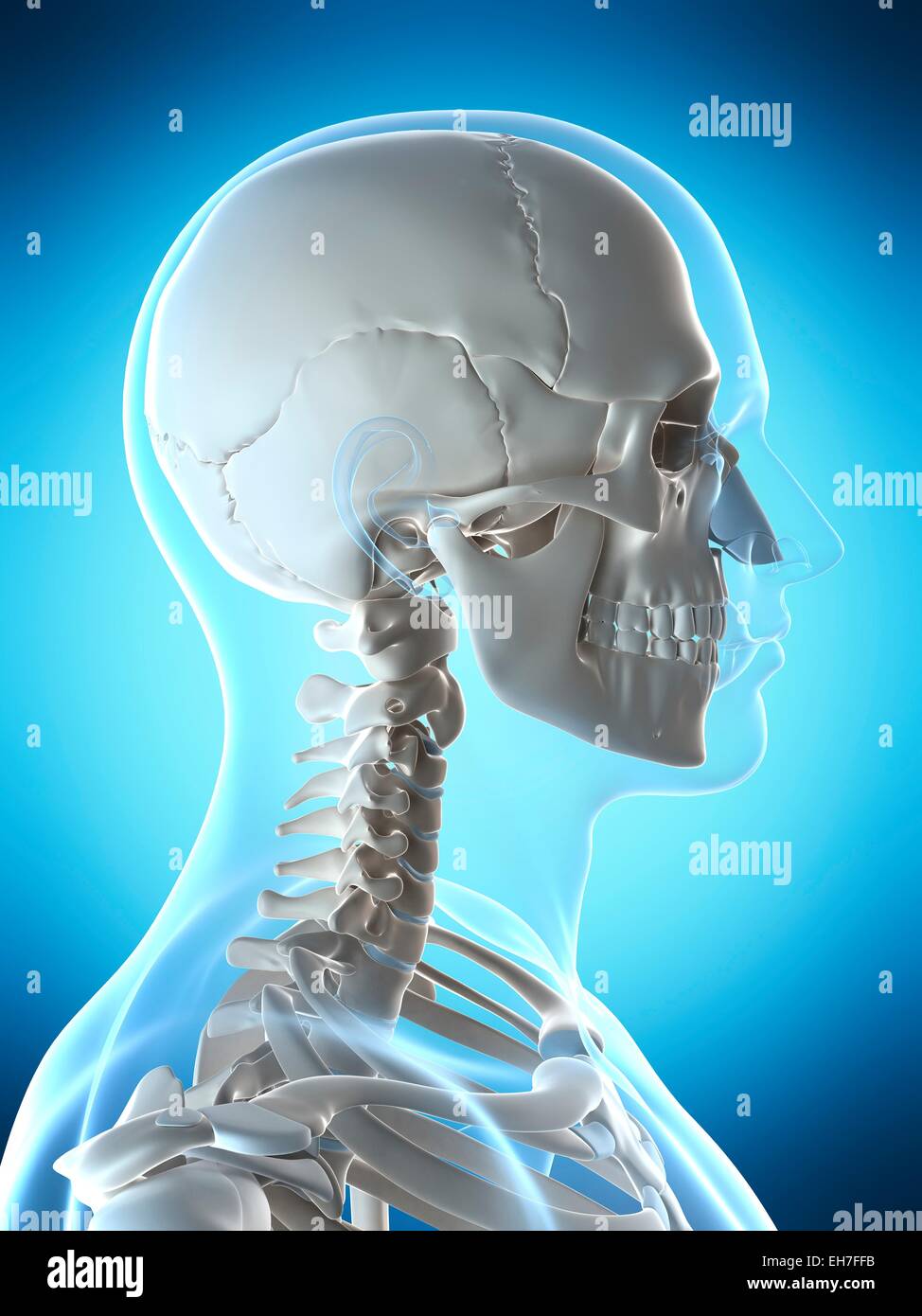 Human skull and neck, artwork Stock Photo - Alamy