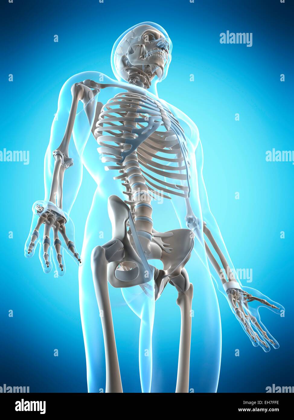 Skeletal System Human Skeleton Anatomy Anatomy Bones Human Skeletal