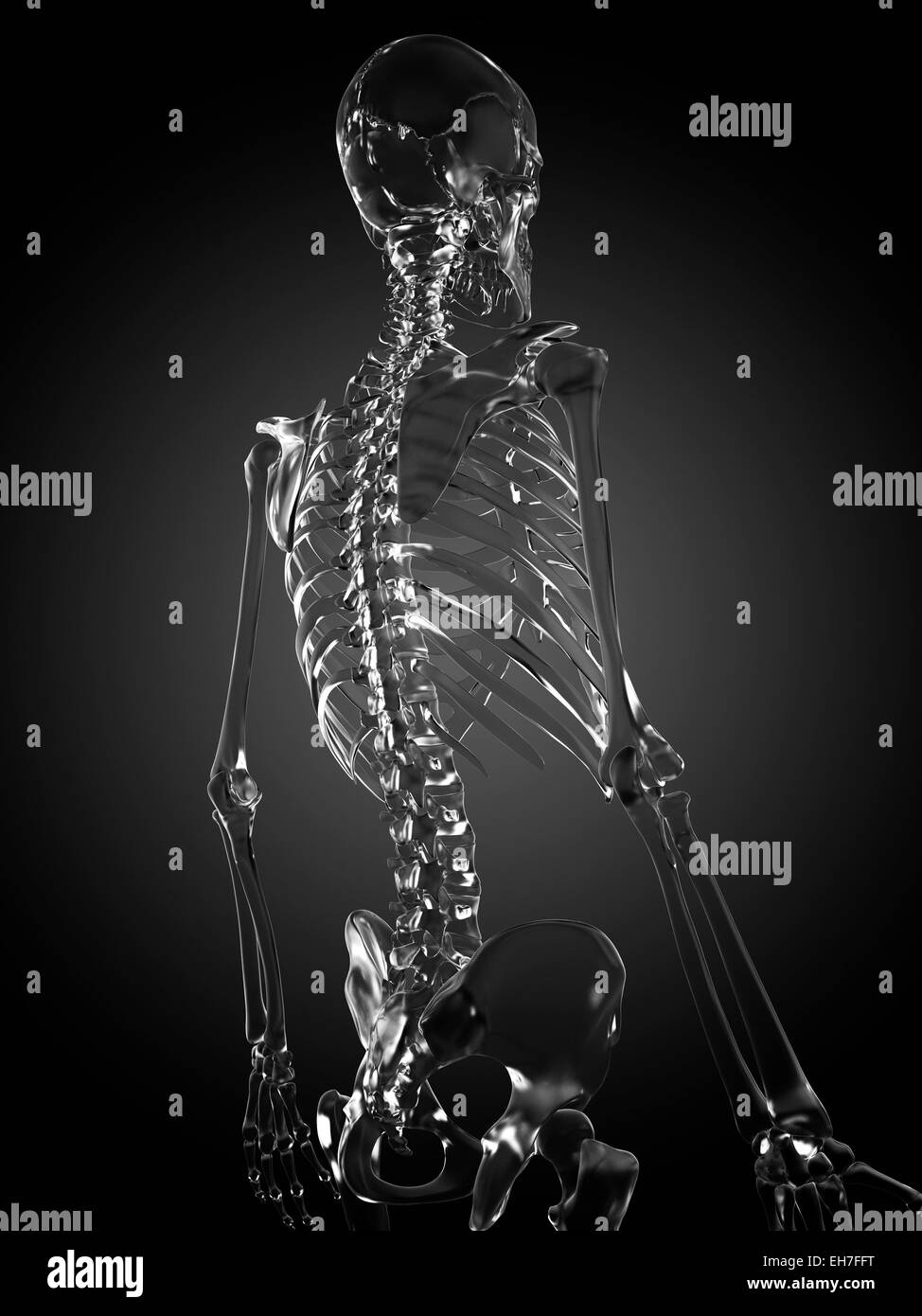 Human skeleton rendered in glass, artwork Stock Photo - Alamy