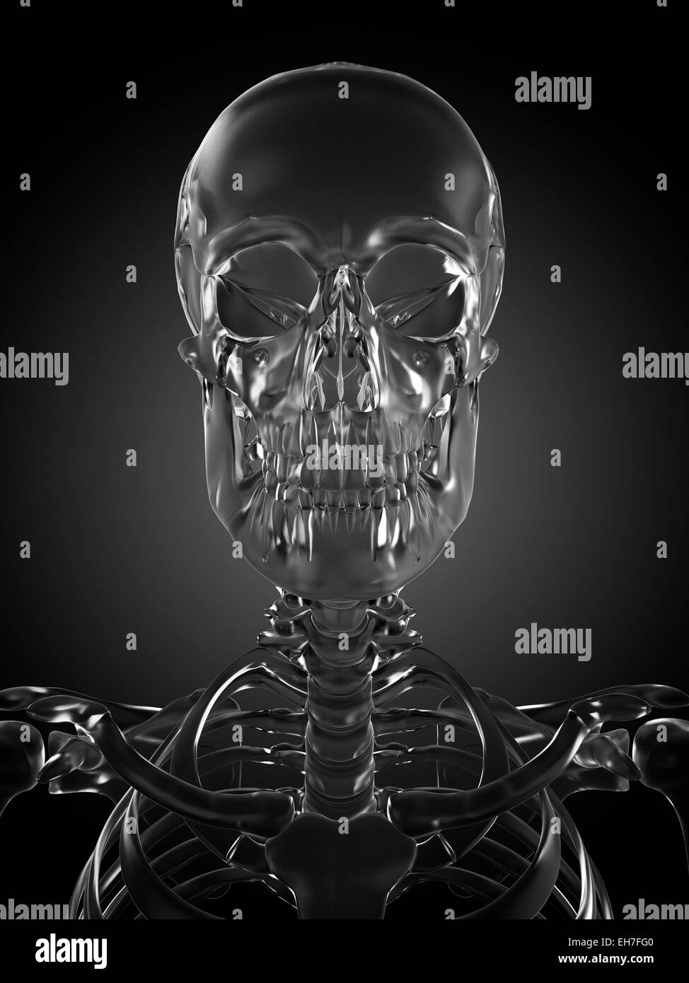 Human skull bones in black Black and White Stock Photos & Images - Alamy