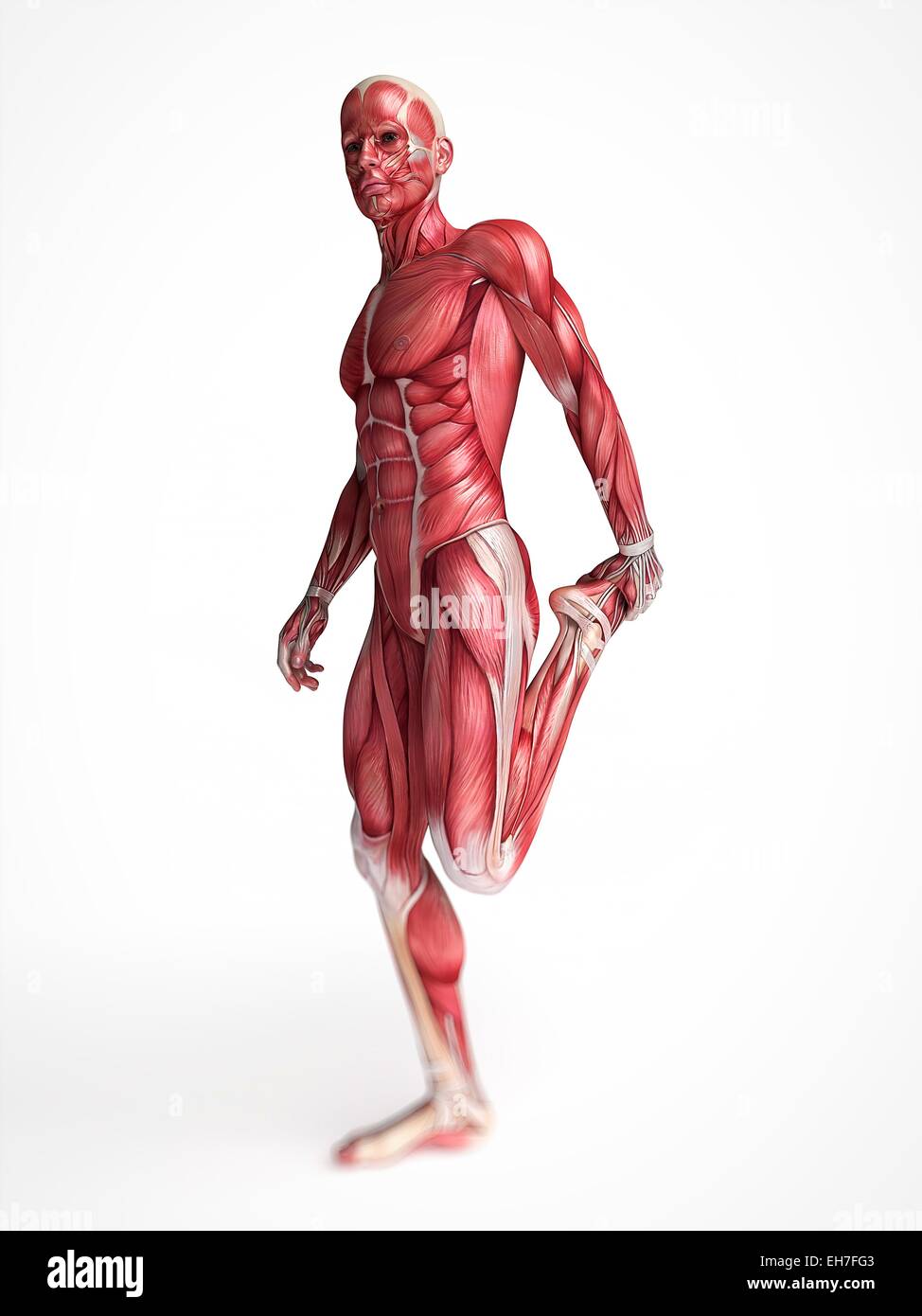 Human muscular system, artwork Stock Photo - Alamy