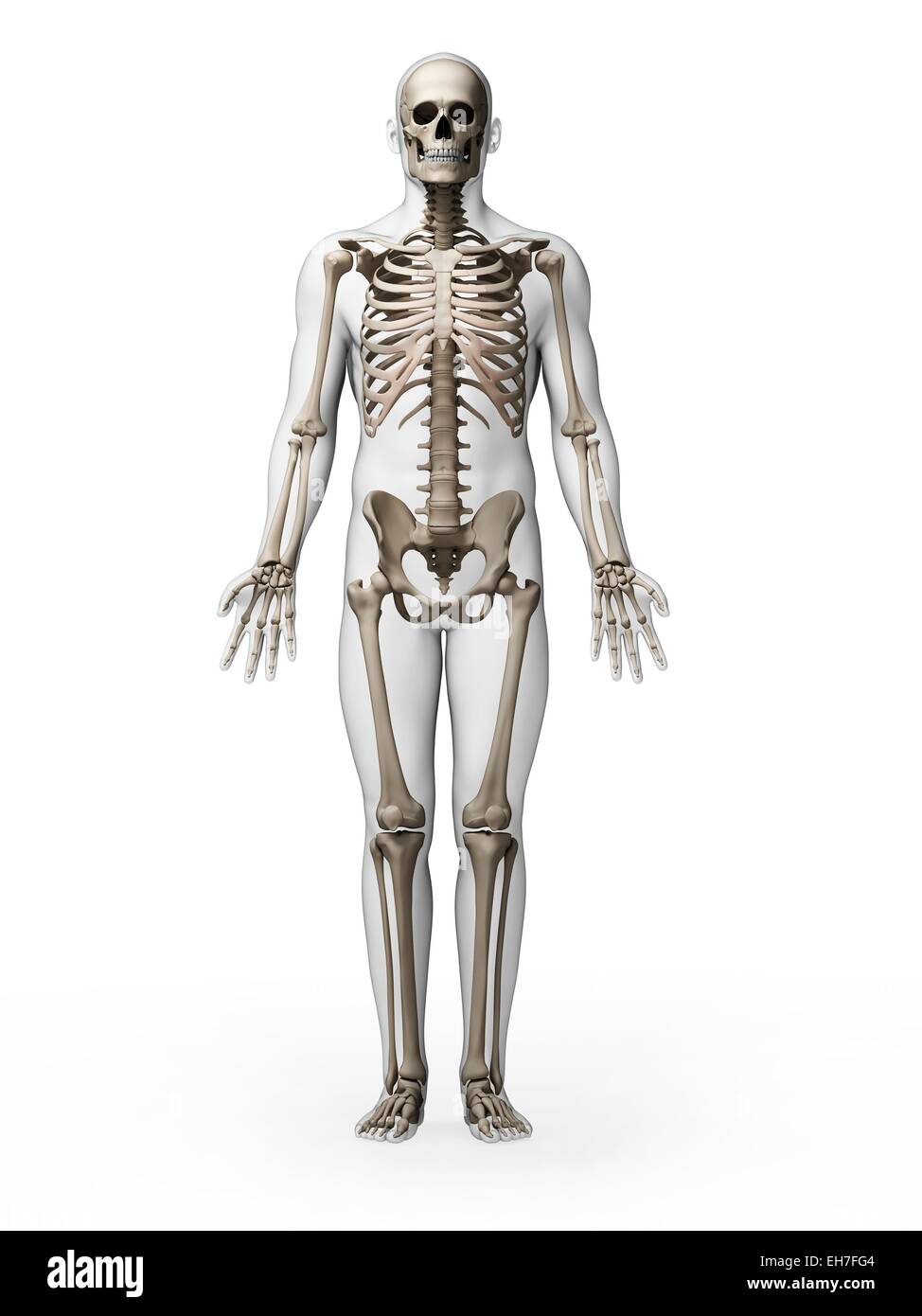 Human skeletal system hi-res stock photography and images - Alamy