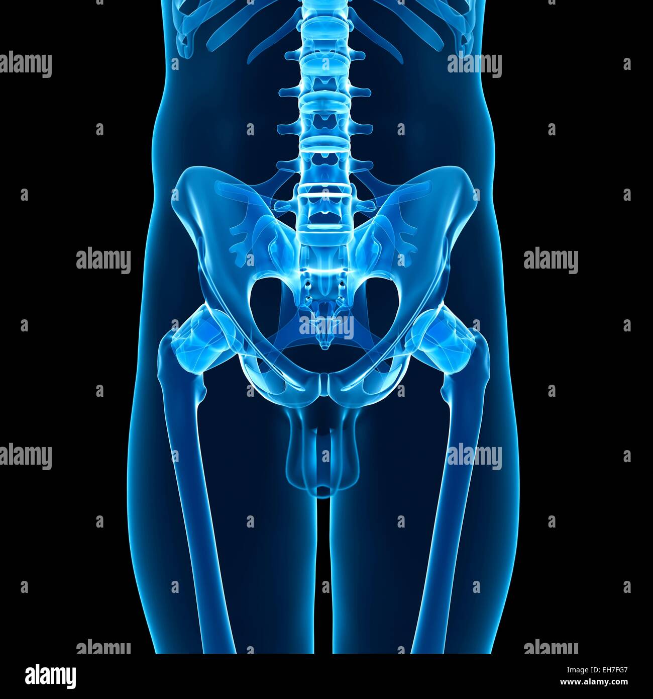 Human pelvis, artwork Stock Photo - Alamy