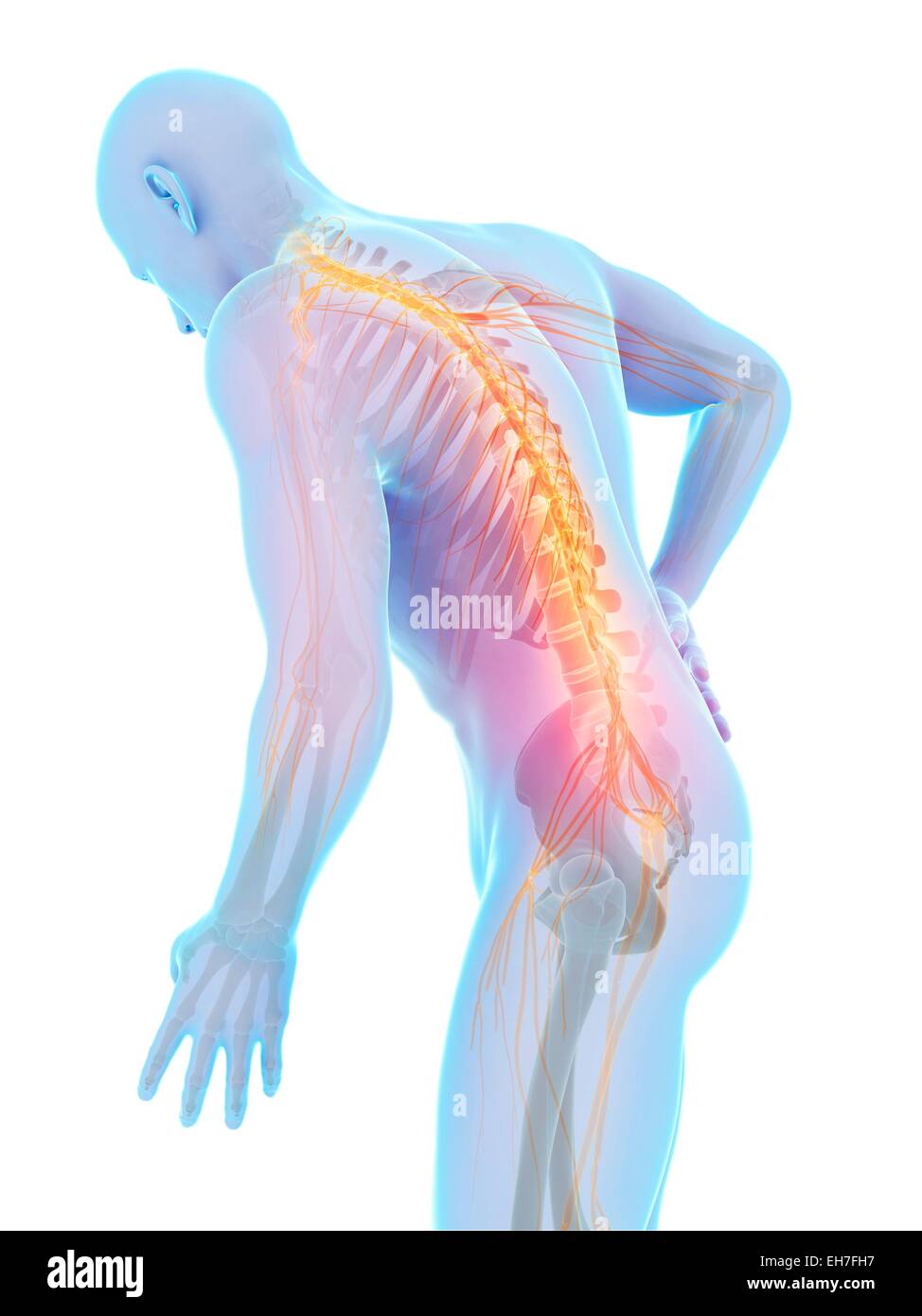 Human back nerve pain, artwork Stock Photo - Alamy