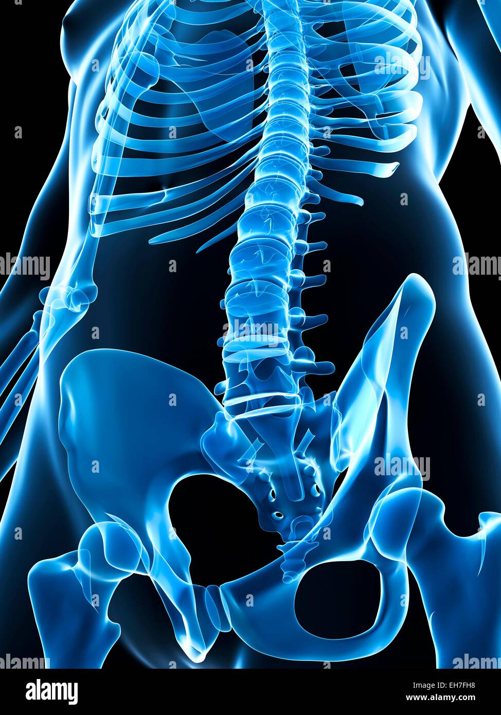 Human lumbar spine, artwork Stock Photo - Alamy