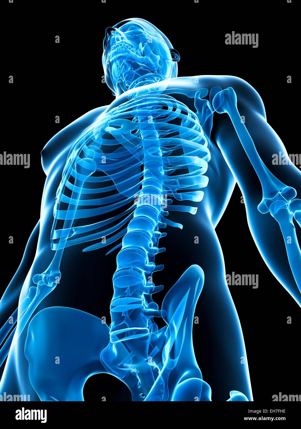 Human skeletal system, artwork Stock Photo - Alamy