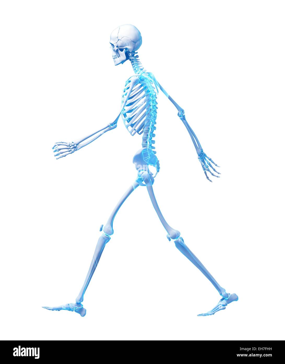 Skeletal system of person walking Stock Photo - Alamy