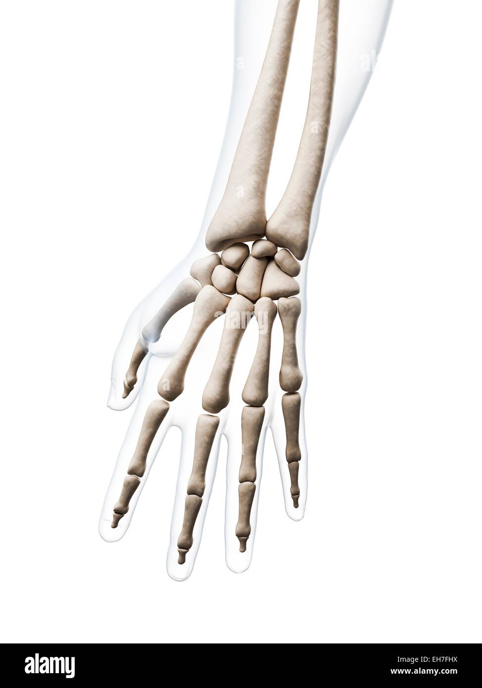 Human hand bones, artwork Stock Photo - Alamy