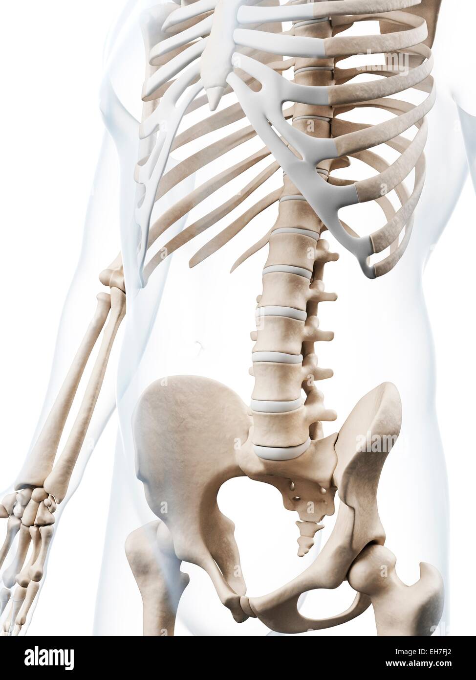 Human skeletal system, artwork Stock Photo - Alamy