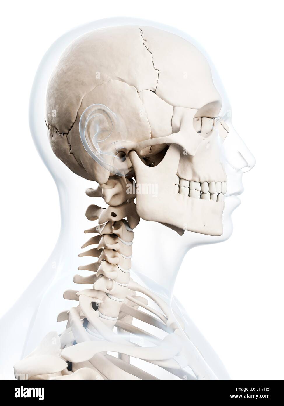 Human skull, artwork Stock Photo - Alamy