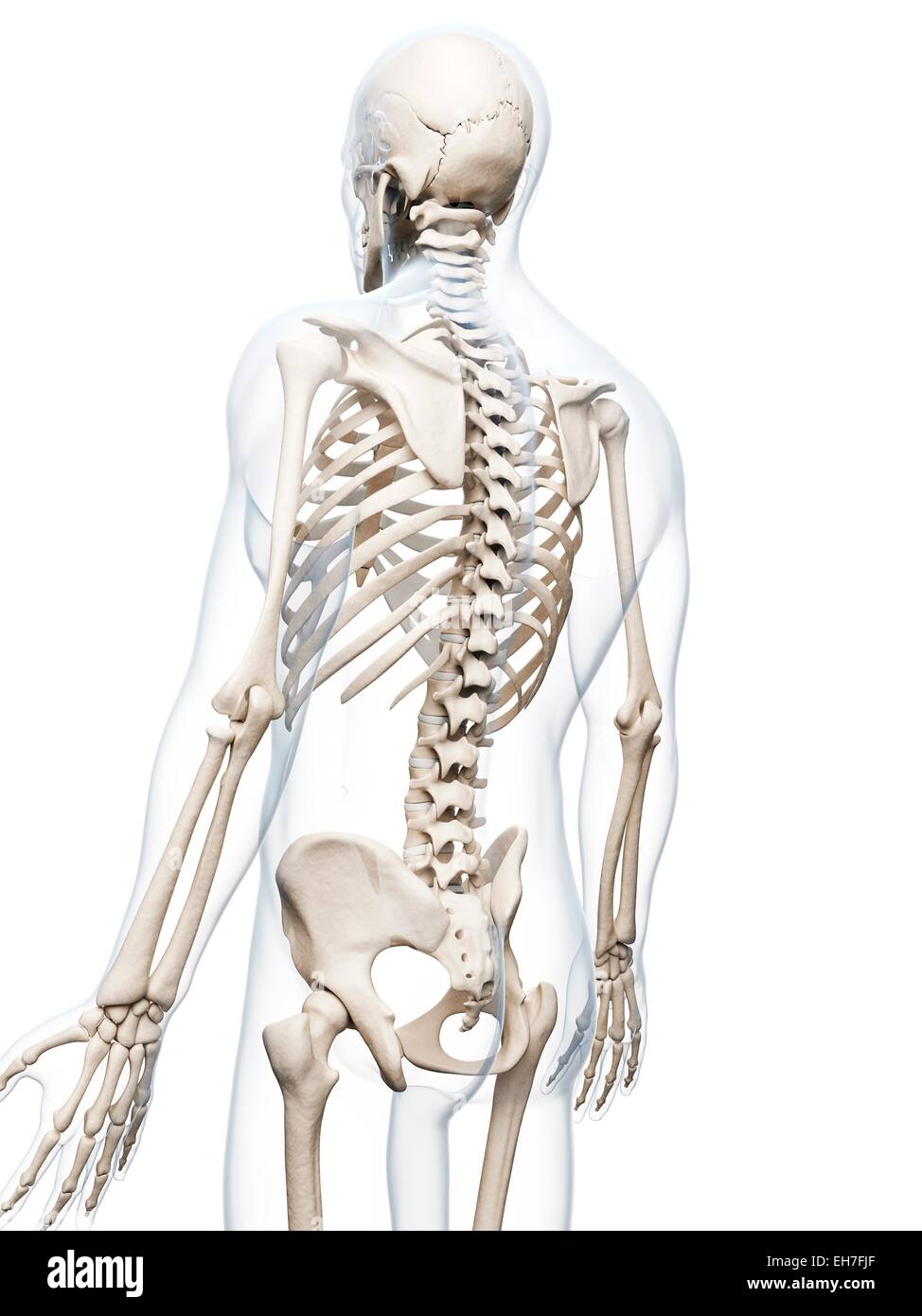 Human skeletal system, artwork Stock Photo - Alamy