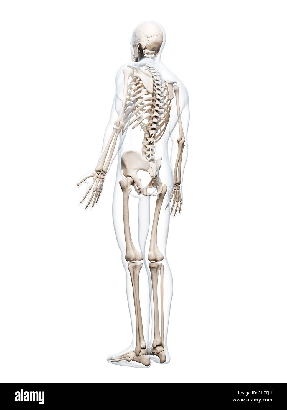 Human skeletal system, artwork Stock Photo - Alamy