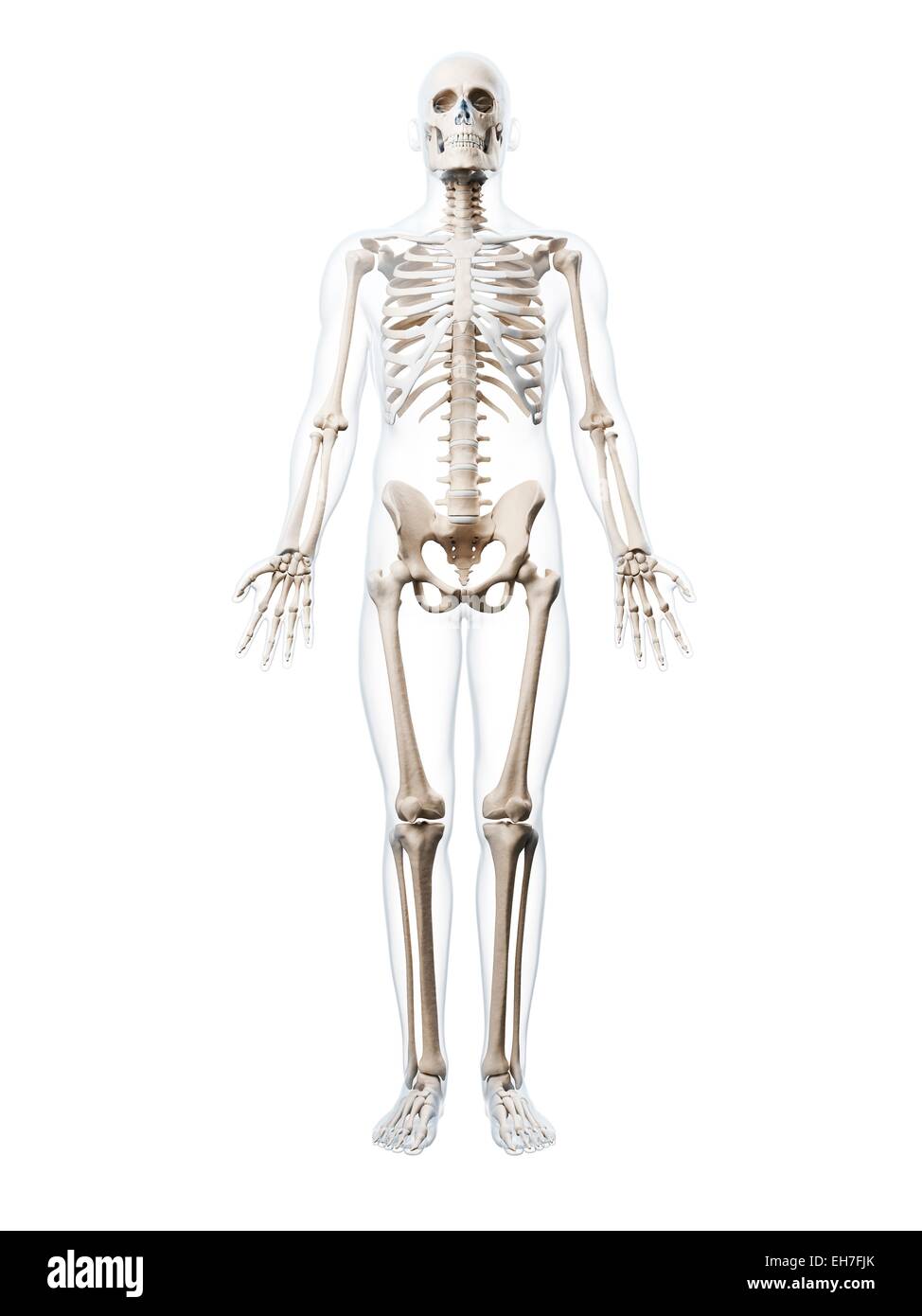 Human skeletal system, artwork Stock Photo - Alamy