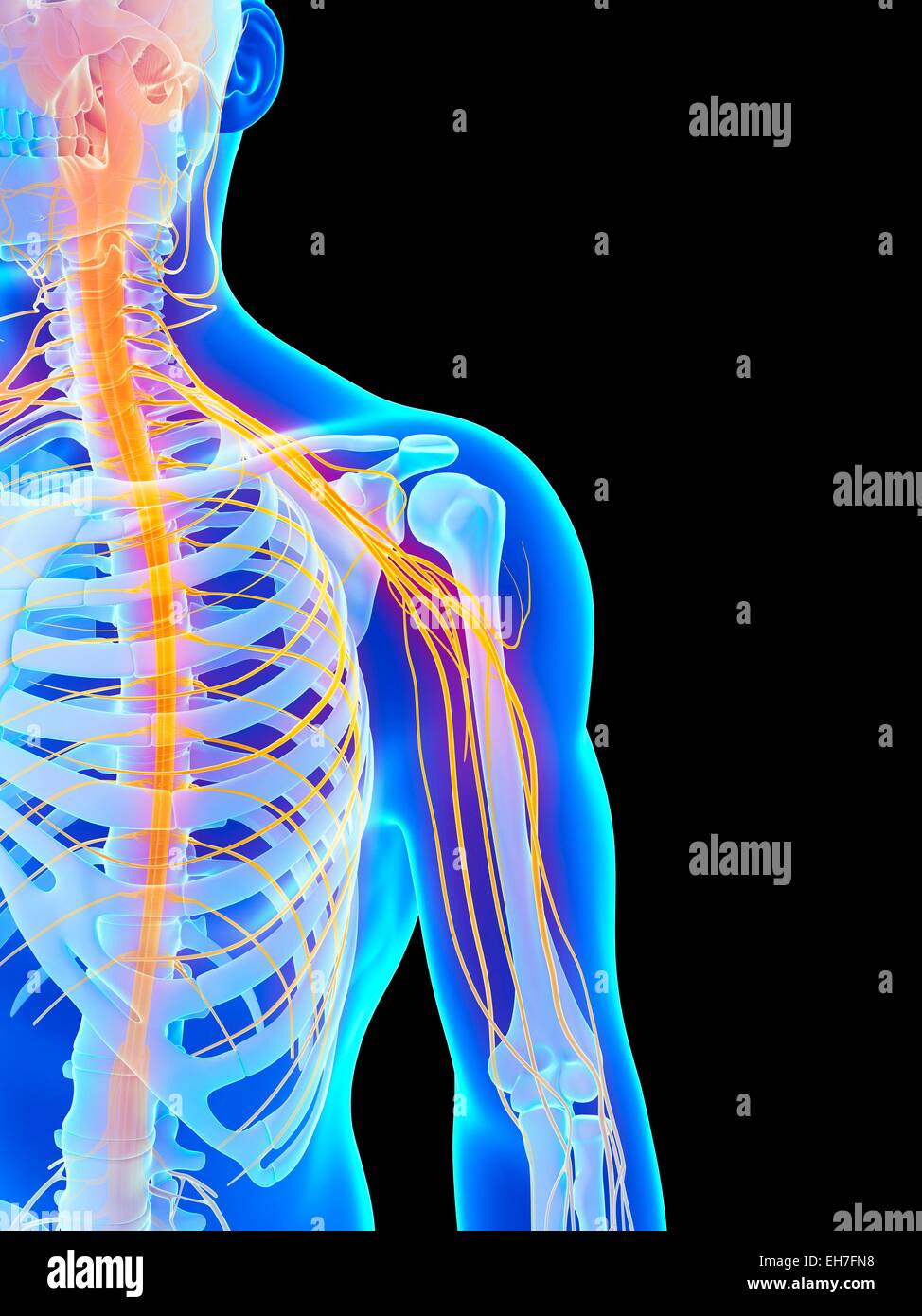 Human shoulder nerves, artwork Stock Photo - Alamy