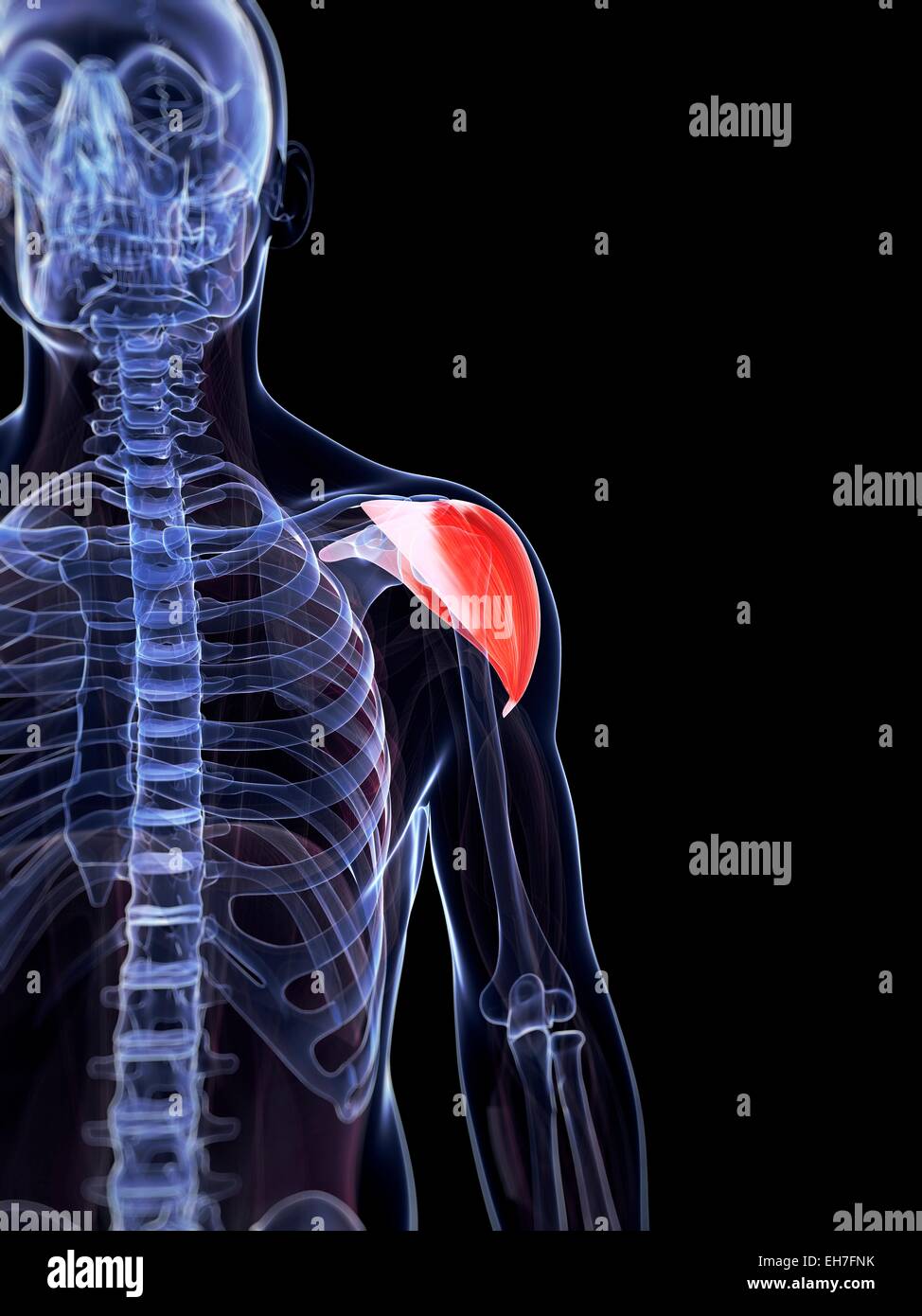 Human shoulder muscle, artwork Stock Photo - Alamy