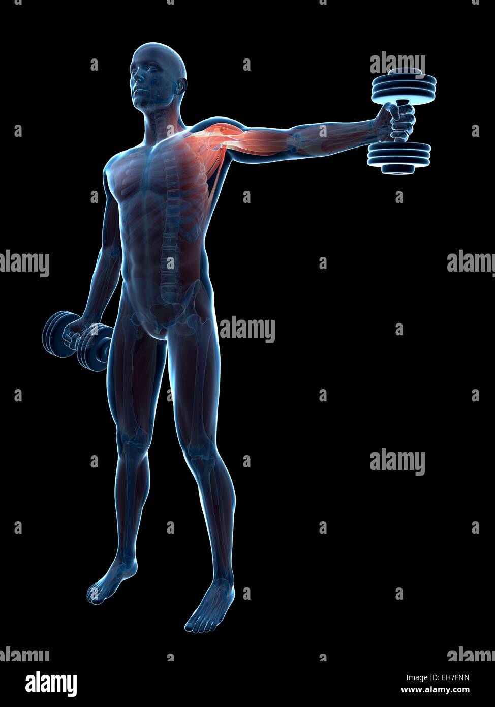 Muscular system of weight lifter, artwork Stock Photo - Alamy