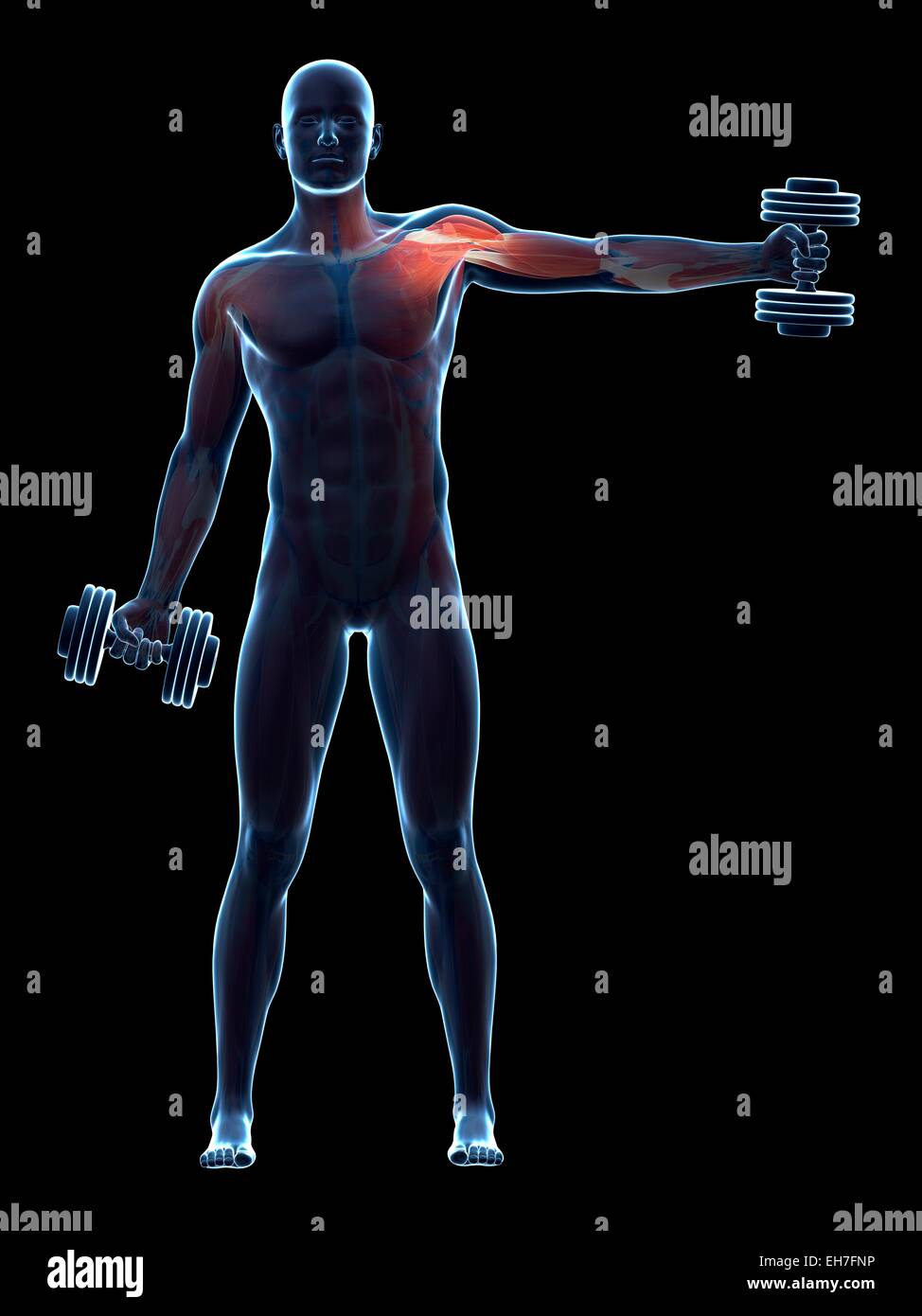 Muscular system of weight lifter, artwork Stock Photo - Alamy