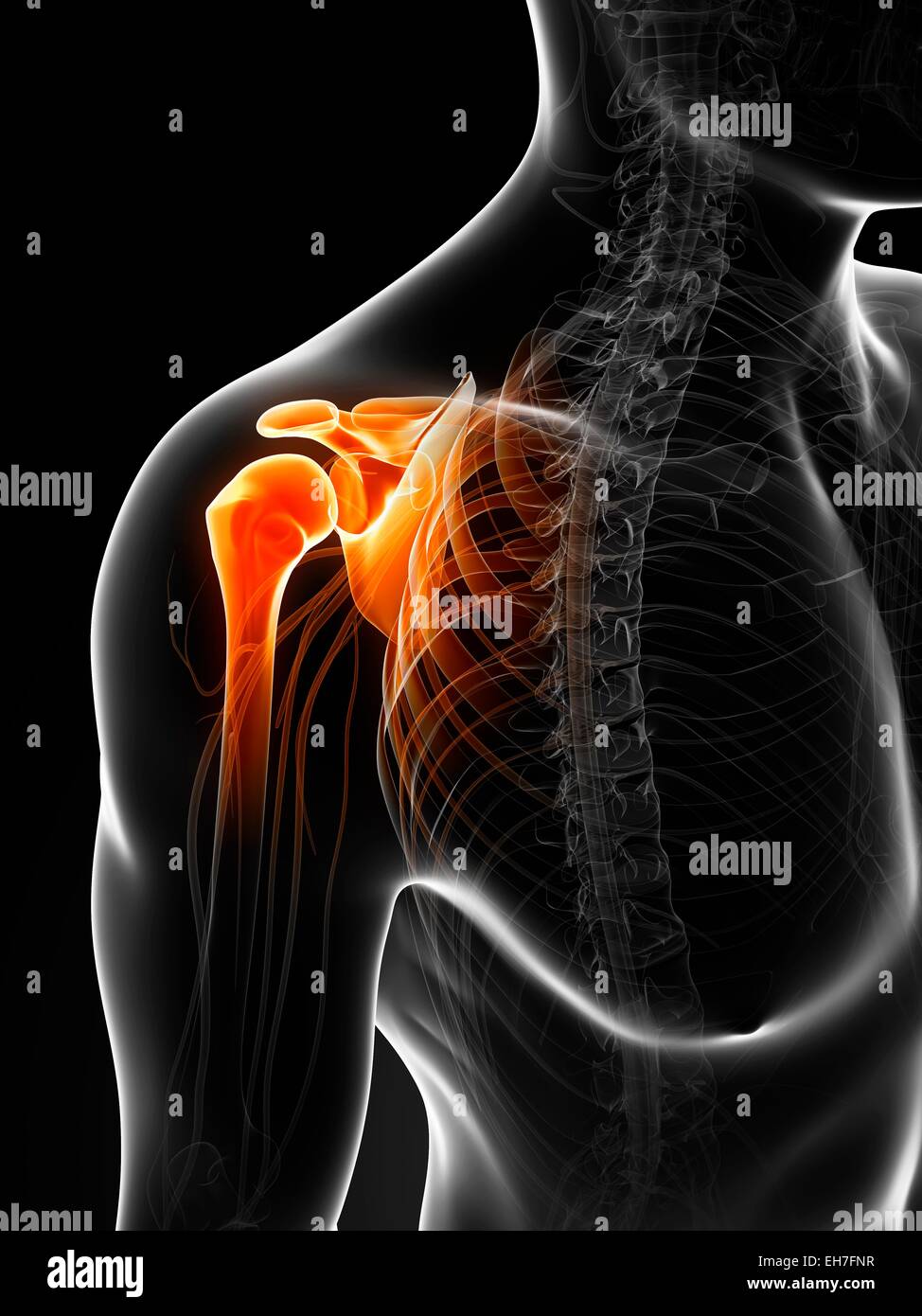 Human shoulder bones, artwork Stock Photo - Alamy