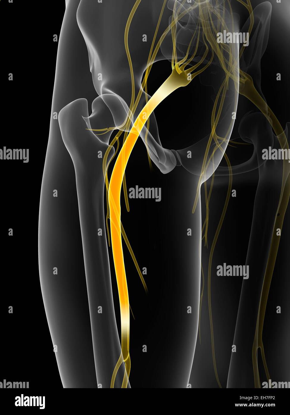 Human Sciatic Nerve Illustration Stock Photos & Human Sciatic Nerve ...