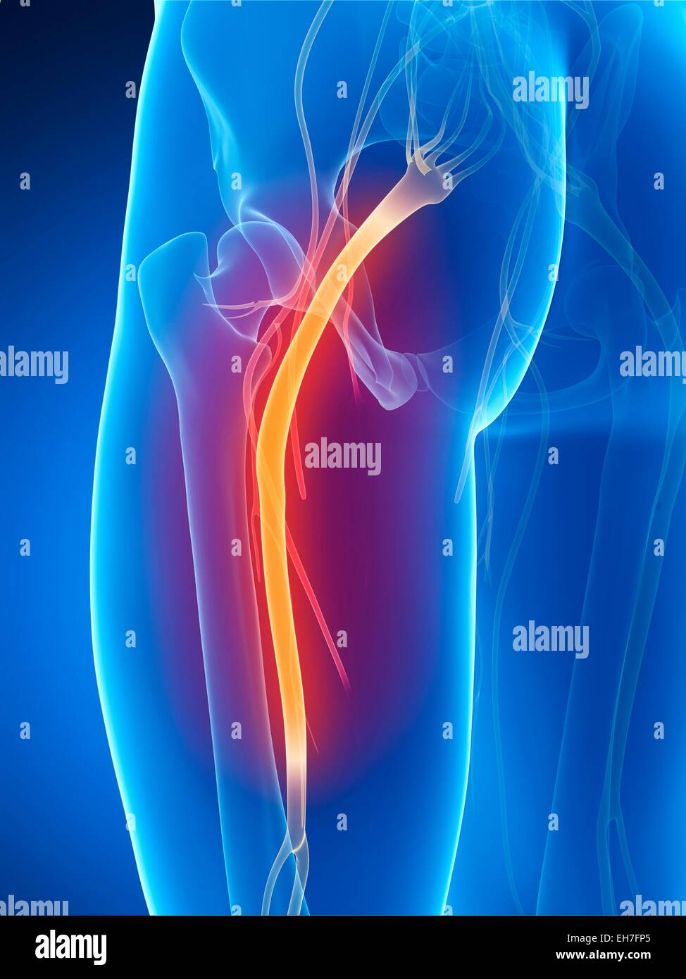 Human sciatic nerve illustration hi-res stock photography and images ...