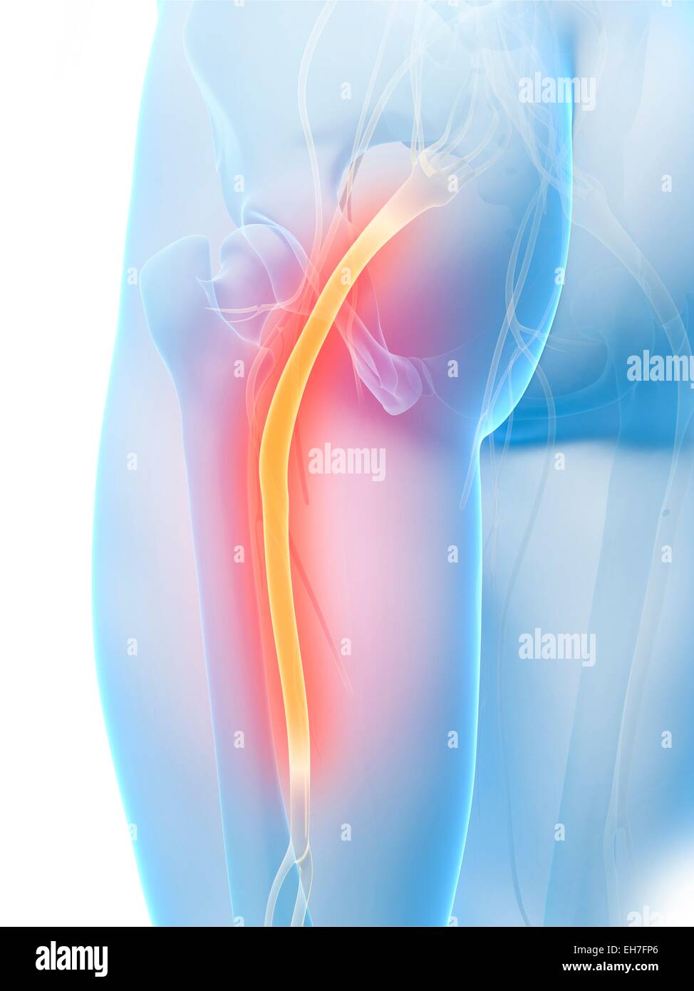 Human sciatic nerve, artwork Stock Photo - Alamy