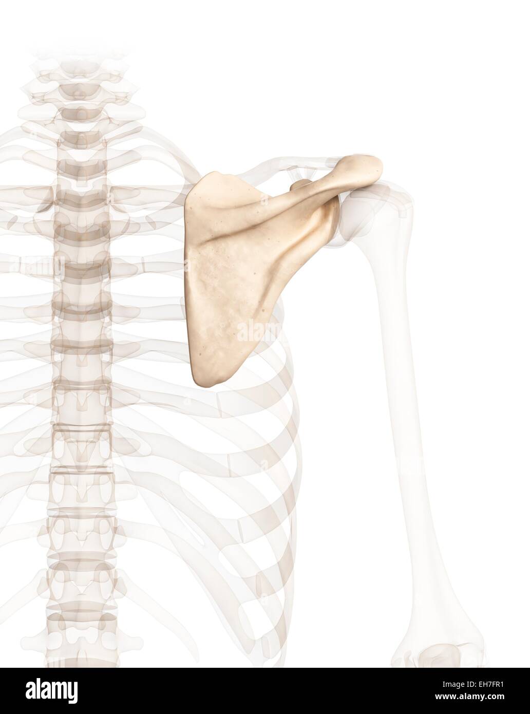 Human shoulder, artwork Stock Photo - Alamy