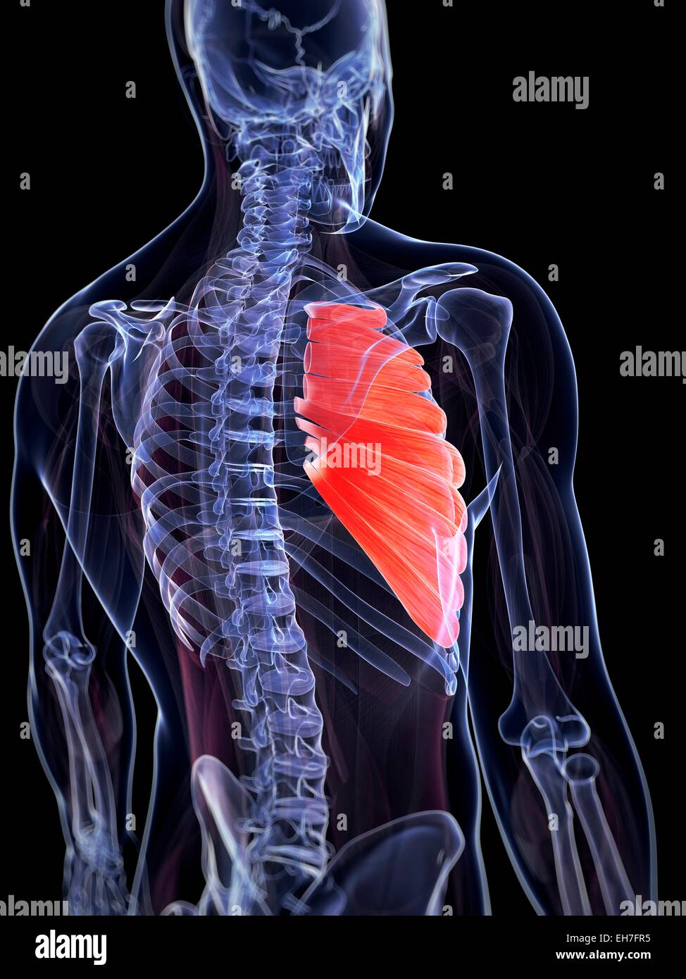 Human chest muscles artwork hi-res stock photography and images - Alamy