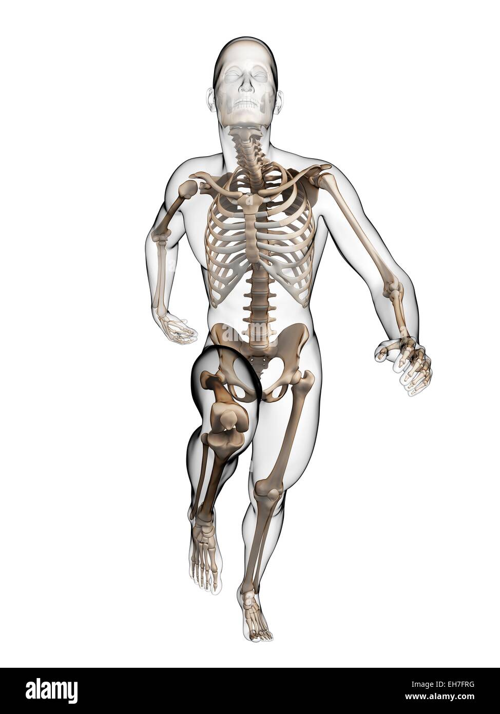Skeletal system of runner, artwork Stock Photo - Alamy